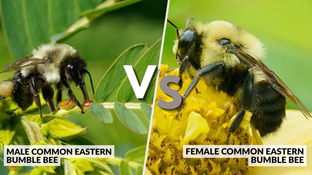 Common Eastern Bumble Bee: Identification, Habitat & Behavior Guide