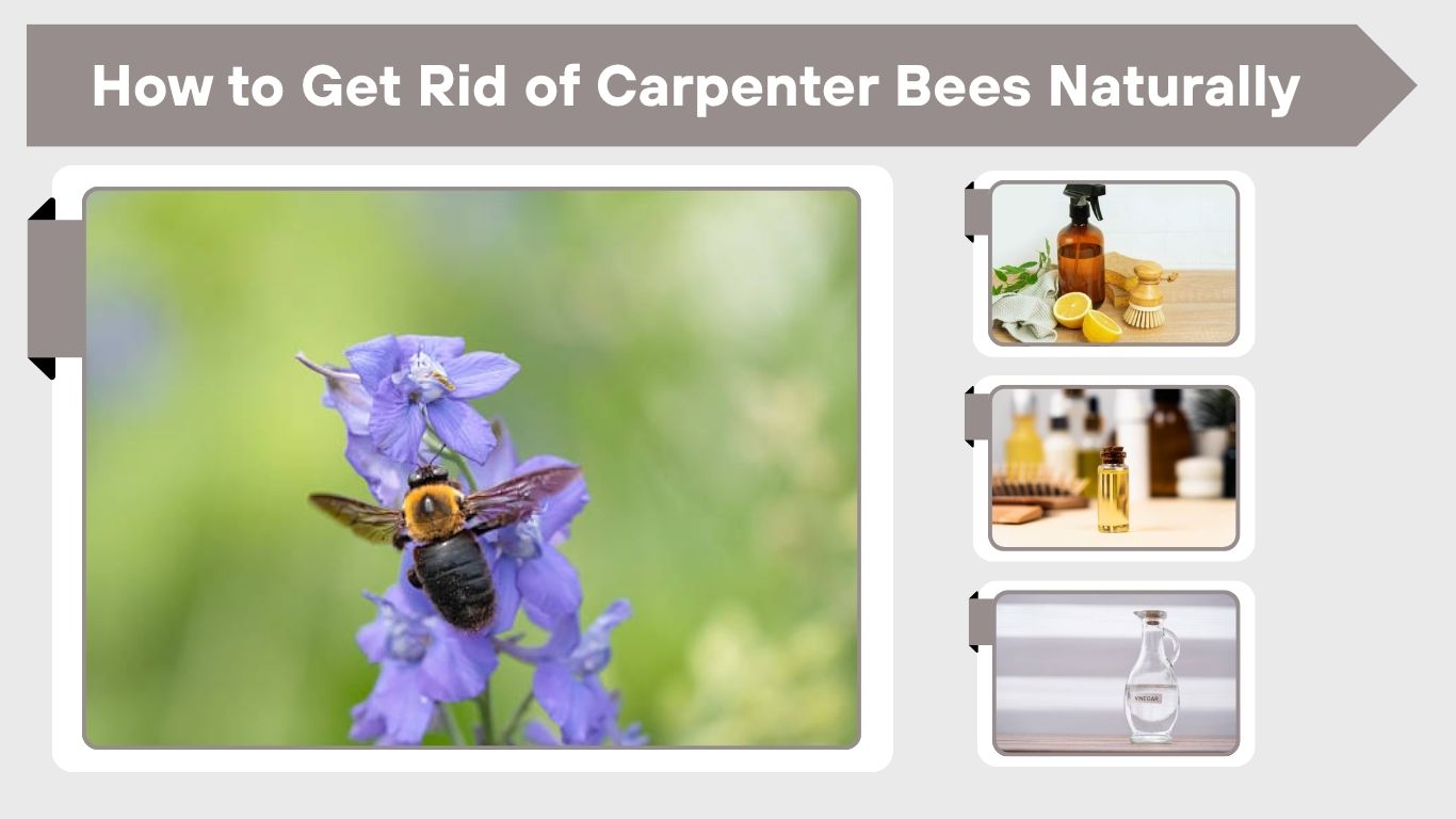 How to Get Rid of Carpenter Bees Naturally and Fast