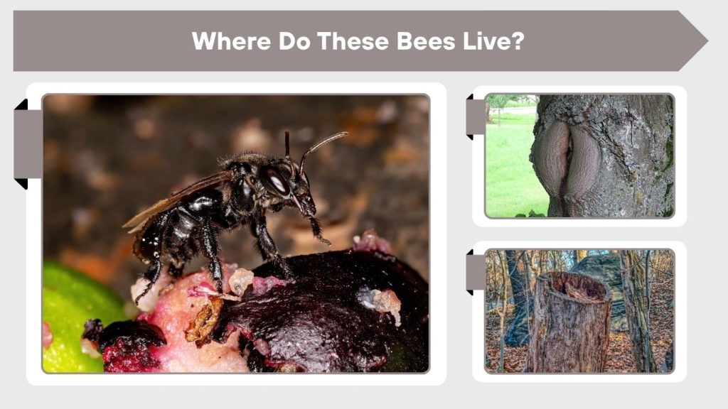 Bees That Make Honey from Meat (Facts About Vulture Bees)