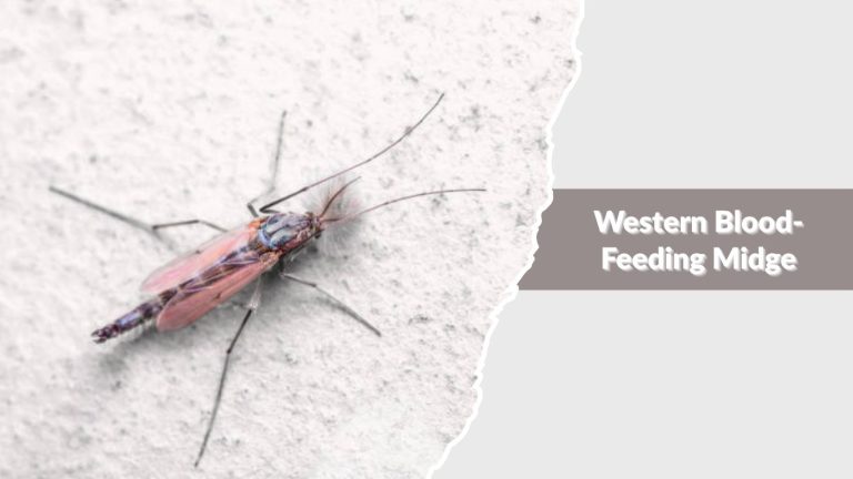 13 Types of Biting Midges: Identification with Pictures