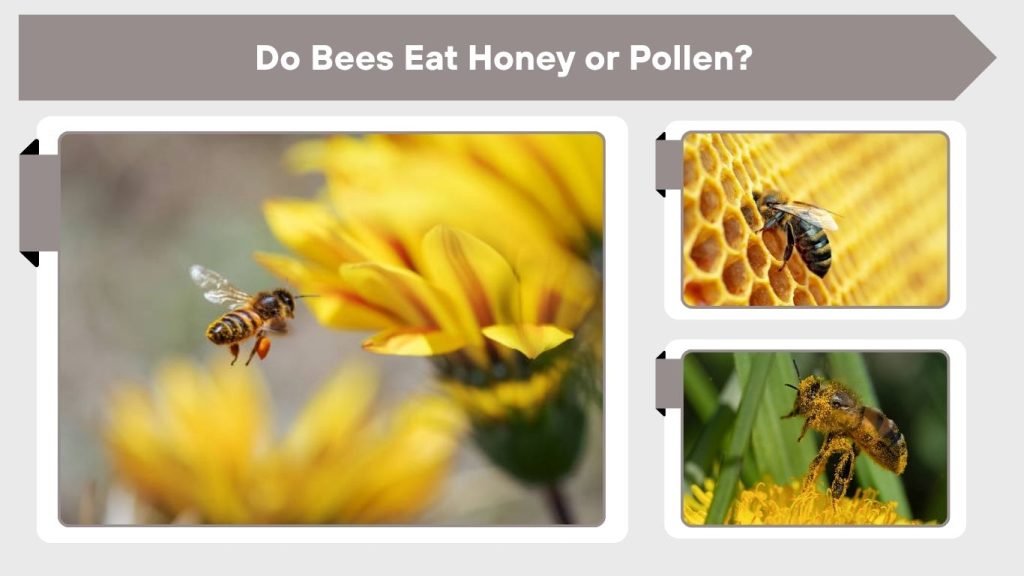 Do Bees Eat Honey? Diet of Honey Bees Explained