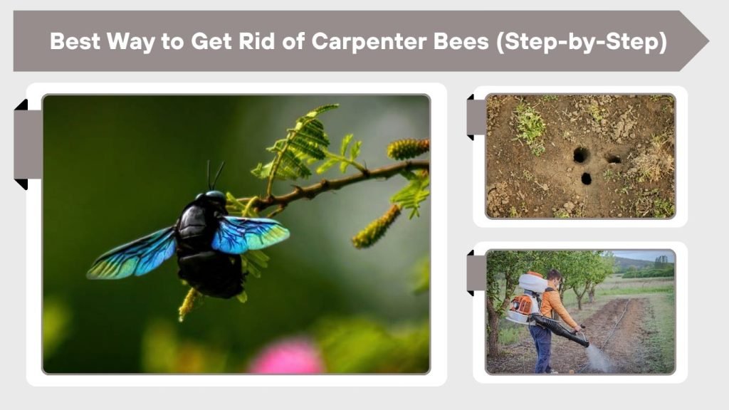 Carpenter Bees Control: Effective Methods to Get Rid of & Prevent ...