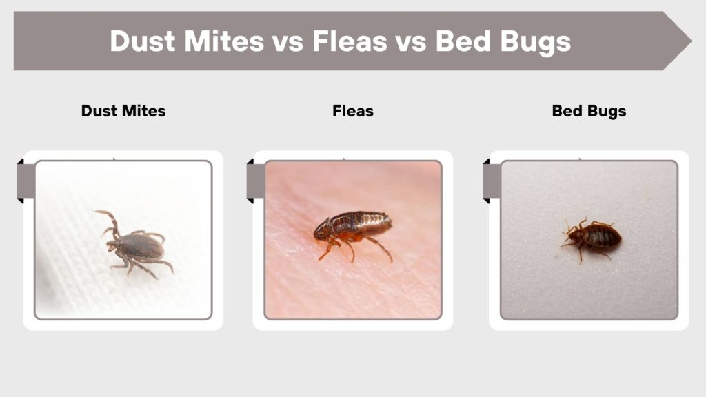 Dust Mite Bites: Symptoms, Pictures, Treatment & Bed Bug Comparison