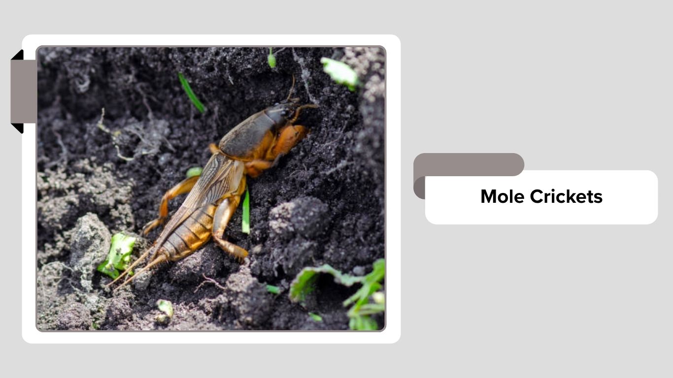 20 Common insects that live underground: Identification with Pictures