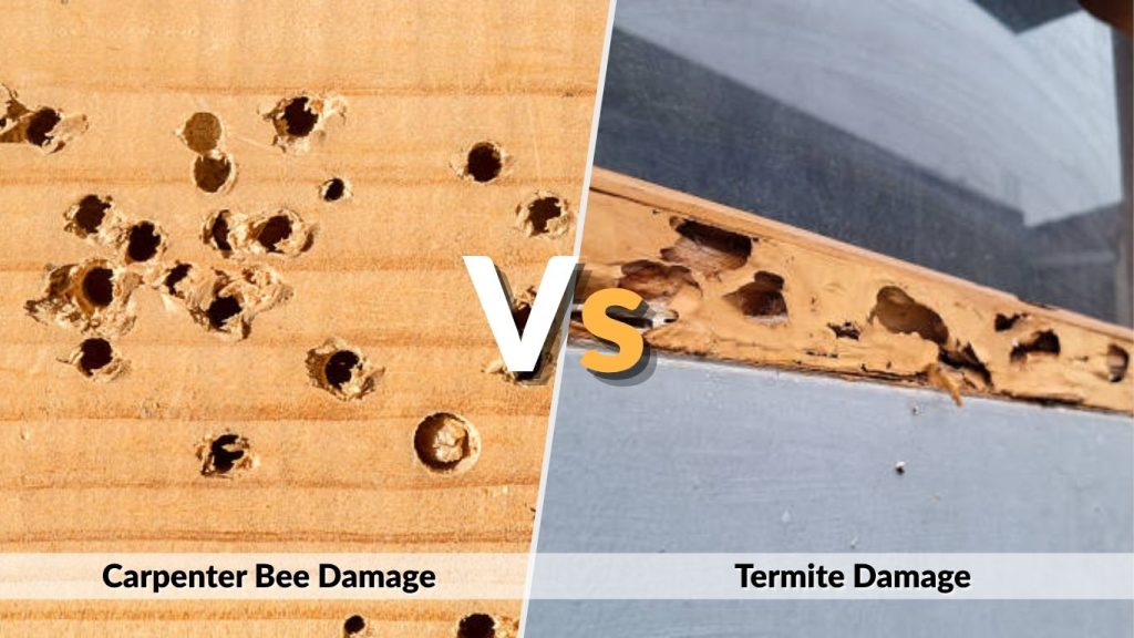 Carpenter Bee Damage: Signs, Causes & How to Fix It
