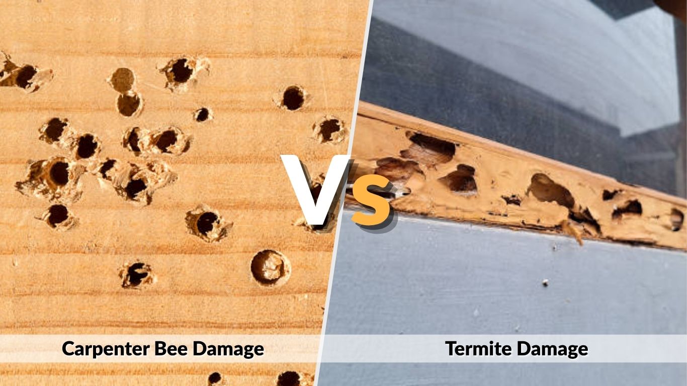 Carpenter Bee Damage: Signs, Causes & How to Fix It