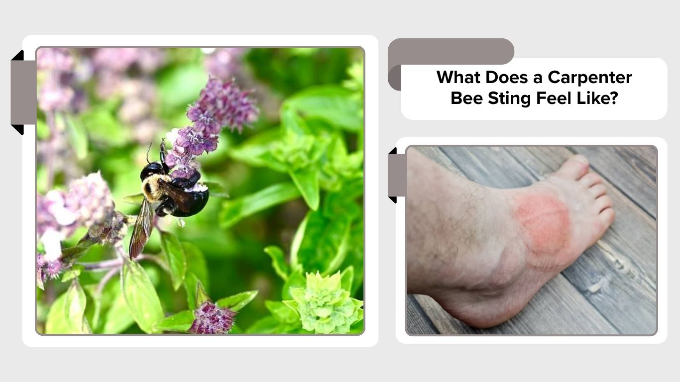 Do Carpenter Bees Sting? Facts, Risks and Prevention Tips