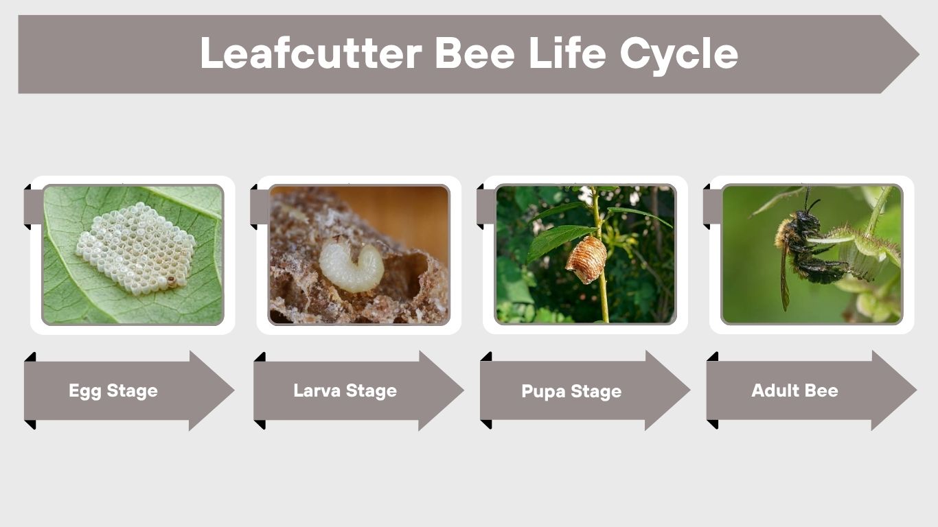 Leafcutter Bees: Habitat, Nest, Life Cycle, Damage & Control Guide