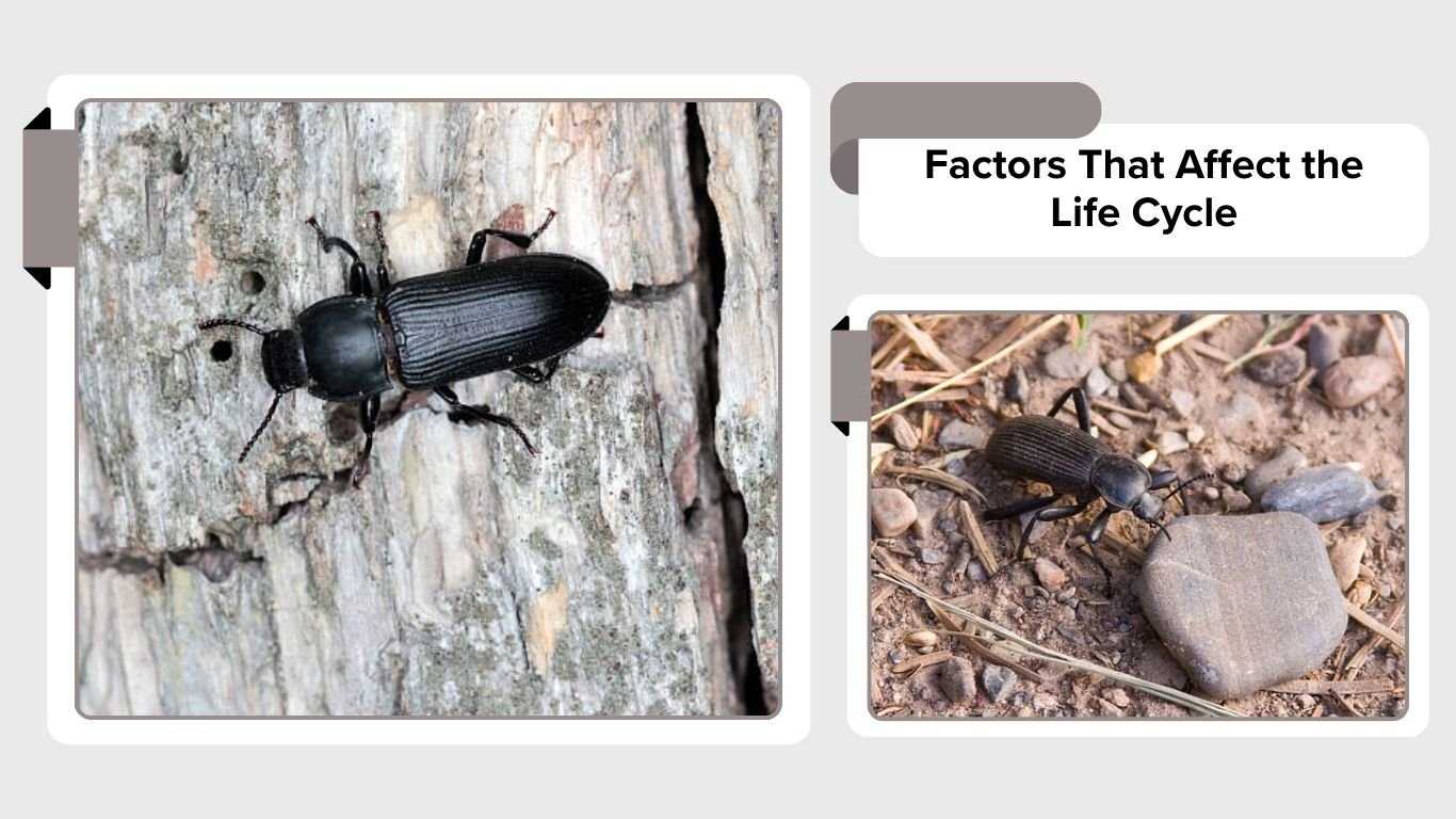 Darkling Beetle Life Cycle: Stages From Egg to Adult