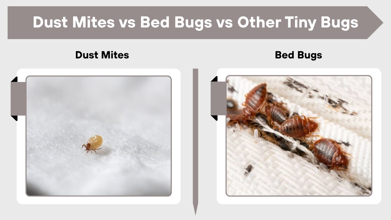 What Do Dust Mites Look Like? (Identification With Pictures)