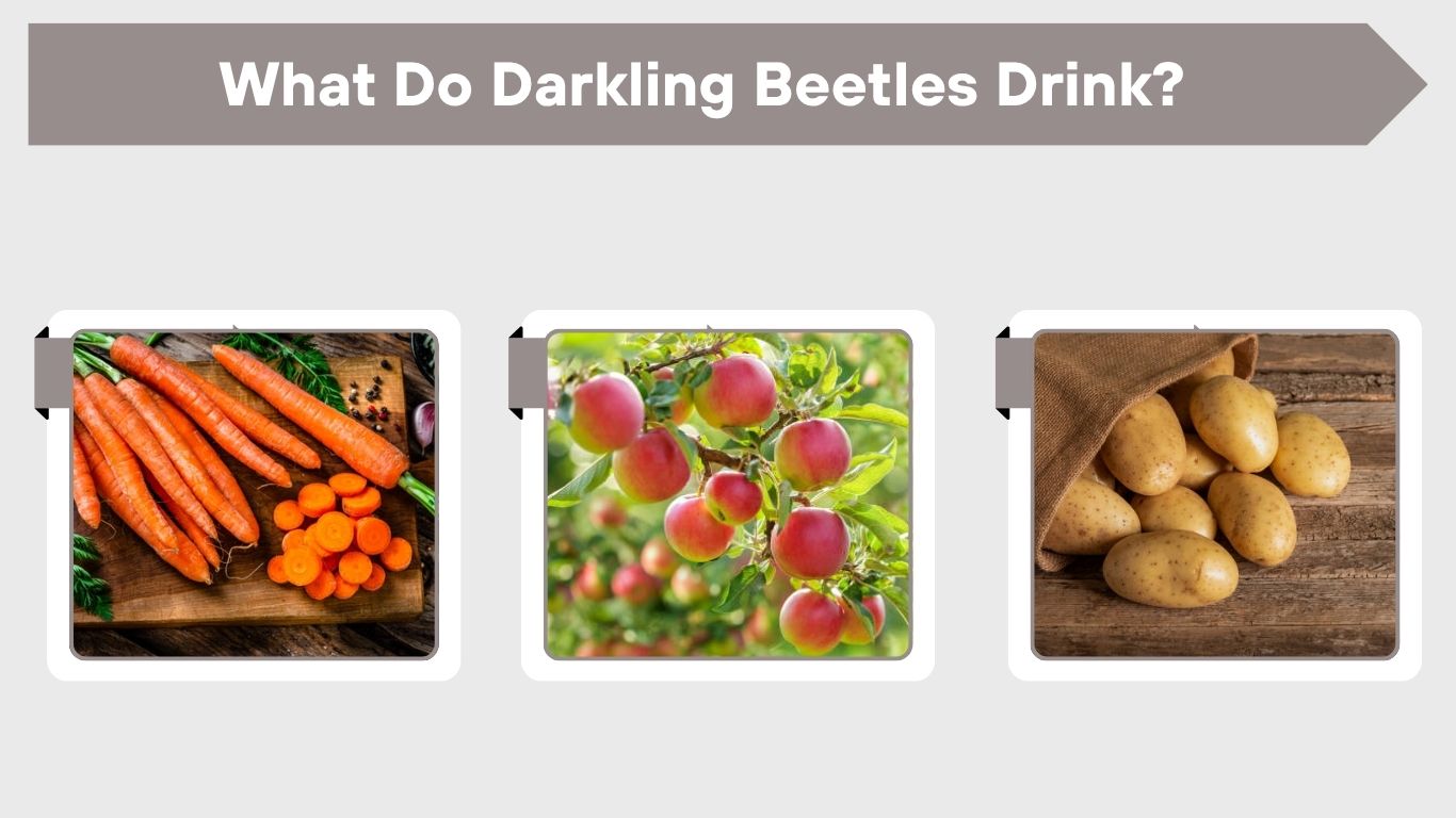 What Do Darkling Beetles Eat? Diet, Food List & Feeding Guide