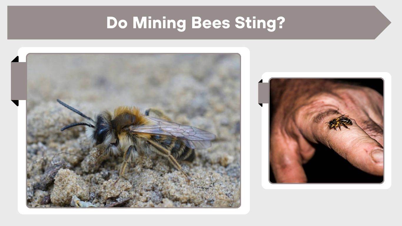 Mining Bees: Identification, Sting Risk & Safe Removal