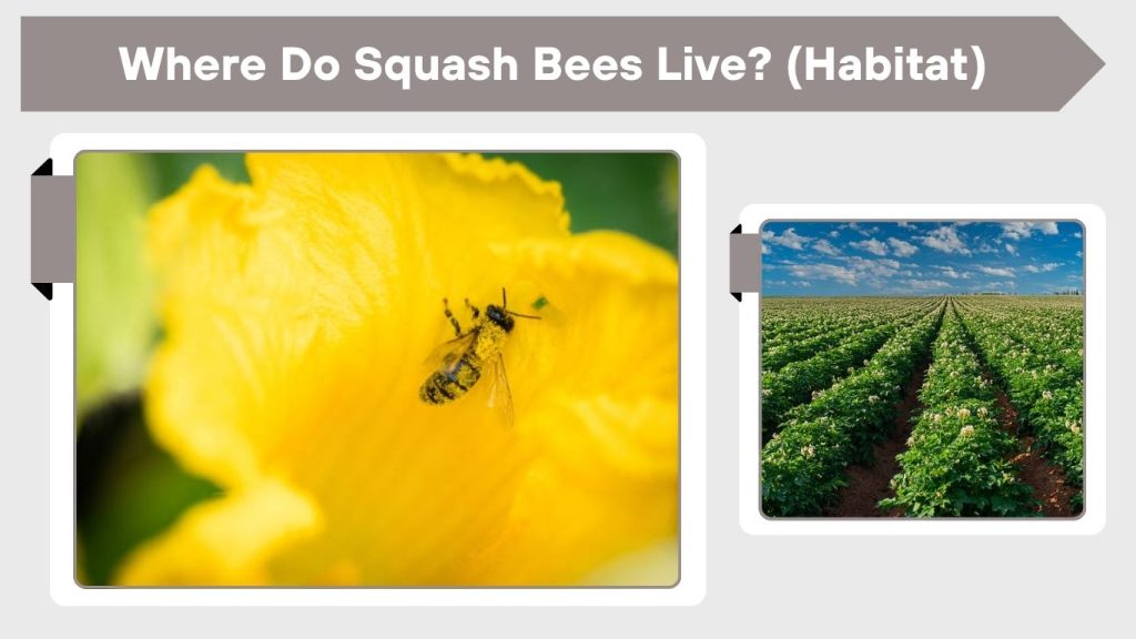 Squash Bees: Identification, Habitat, Sting Risk & Benefits