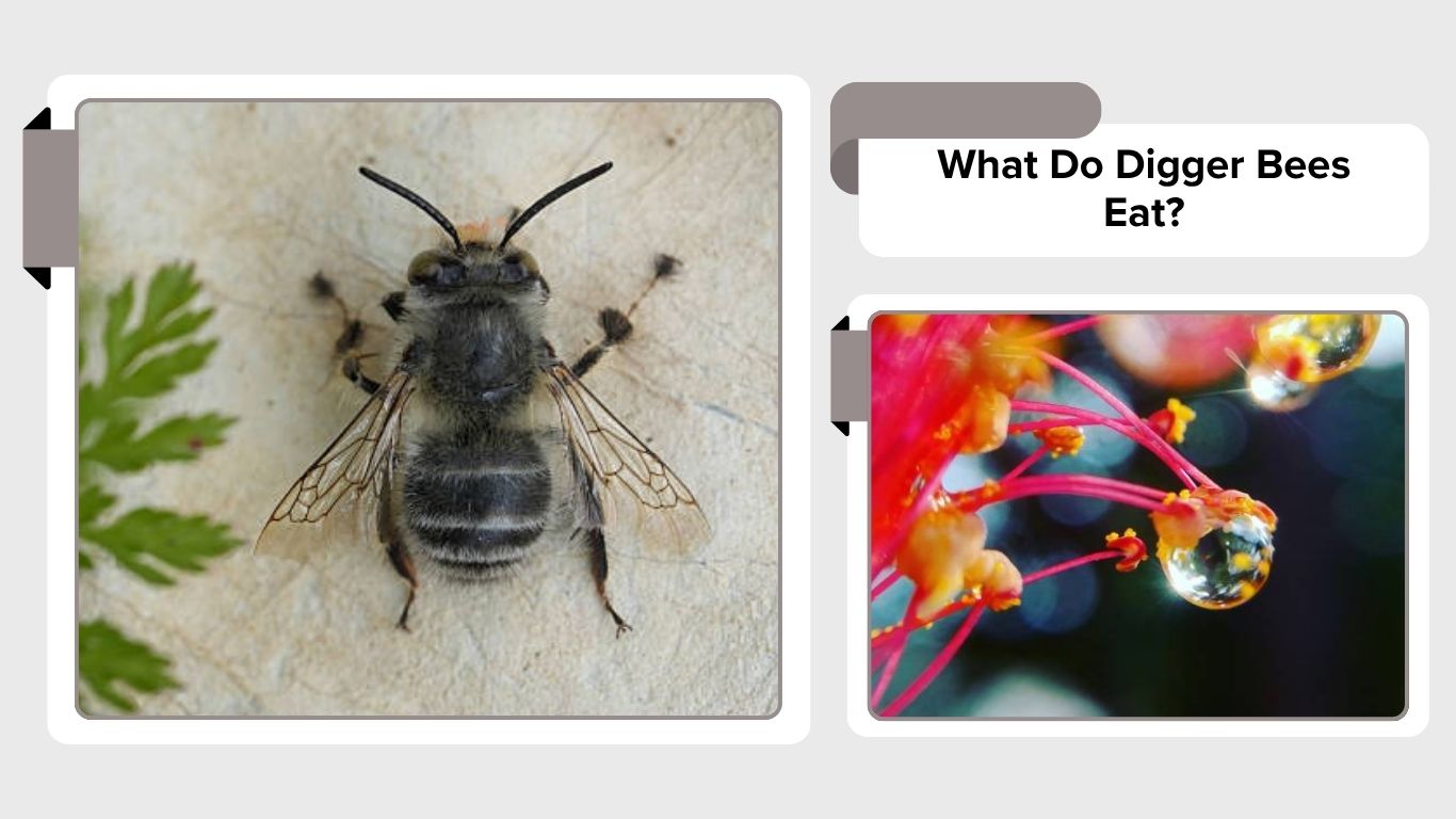 Digger Bees: Identification, Life Cycle, Risks & Removal Guide
