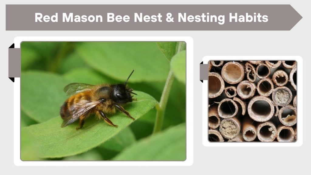 Red Mason Bee: Identification, Life Cycle & Complete Guide