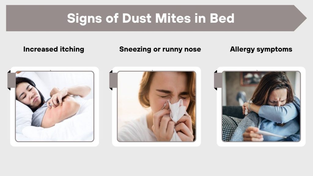 Dust Mites in Bed: Symptoms, Signs & How to Get Rid of