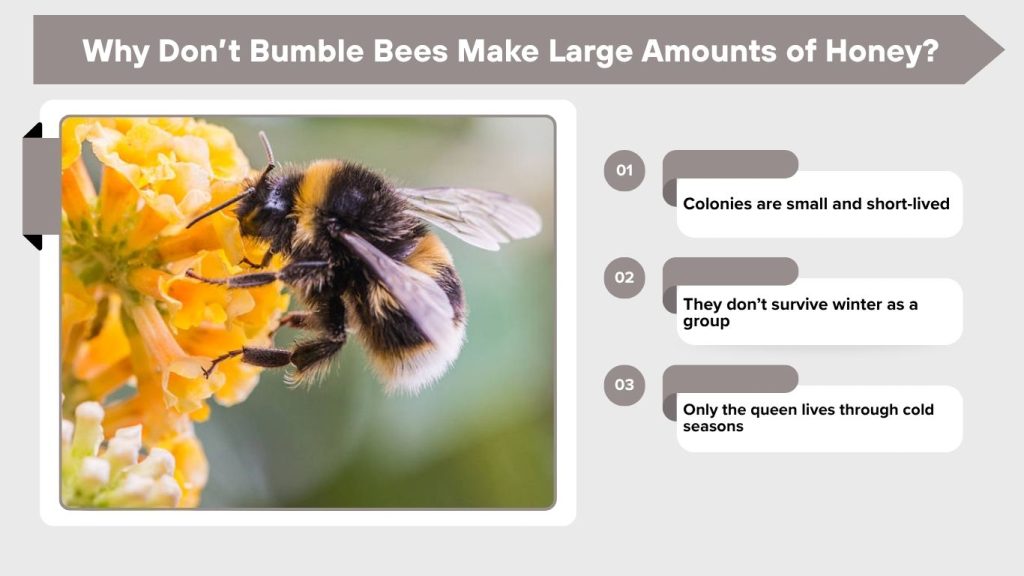 Do Bumble Bees Make Honey or Just Nectar?