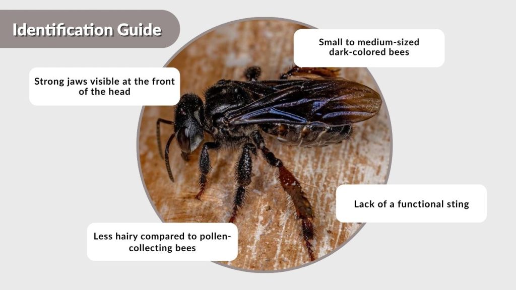 Bees That Make Honey from Meat (Facts About Vulture Bees)