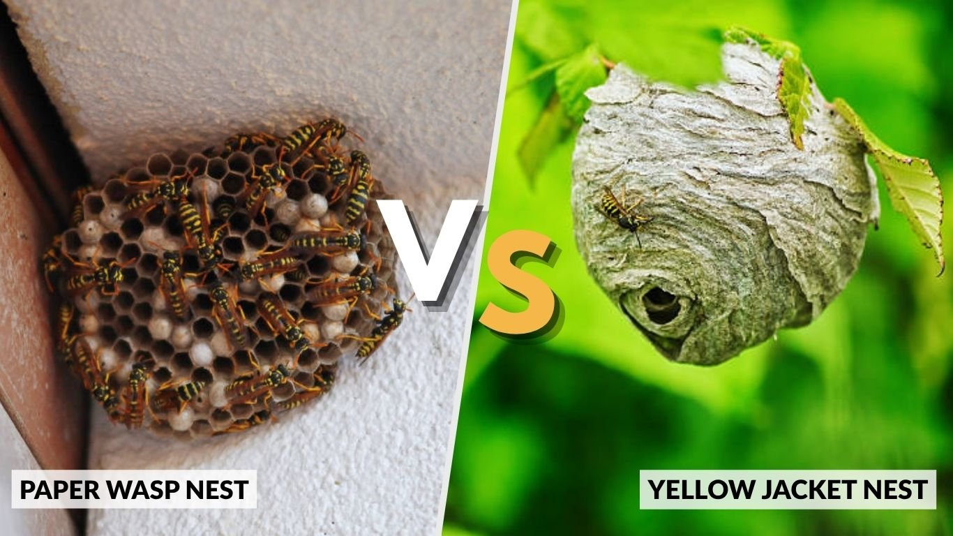 Paper Wasp Nest: How to Identify and Remove Safely