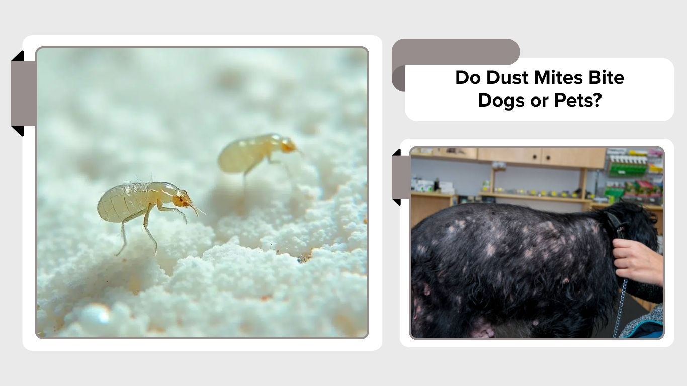 Dust Mite Bites: Symptoms, Pictures, Treatment & Bed Bug Comparison