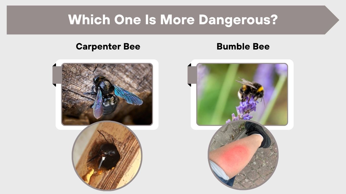 Carpenter Bee vs Bumble Bee: What’s the Difference?