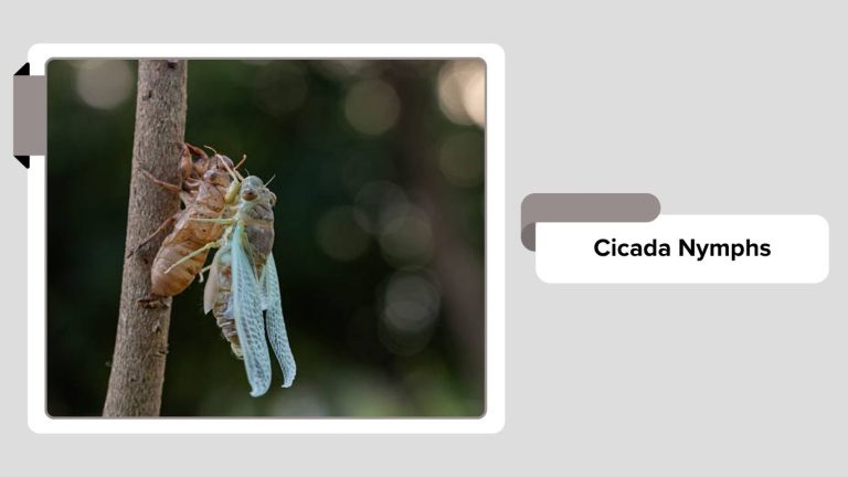 20 Common insects that live underground: Identification with Pictures