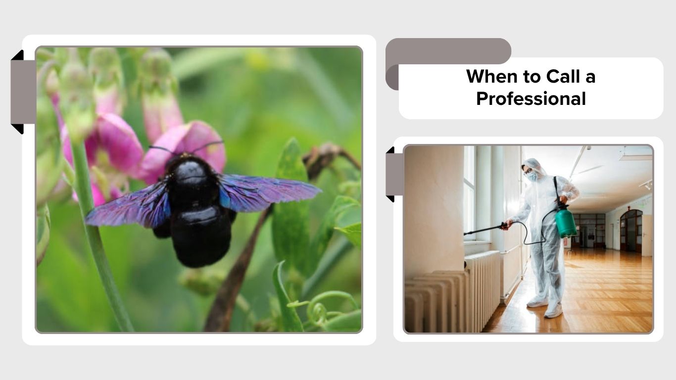 Carpenter Bee Damage: Signs, Causes & How to Fix It