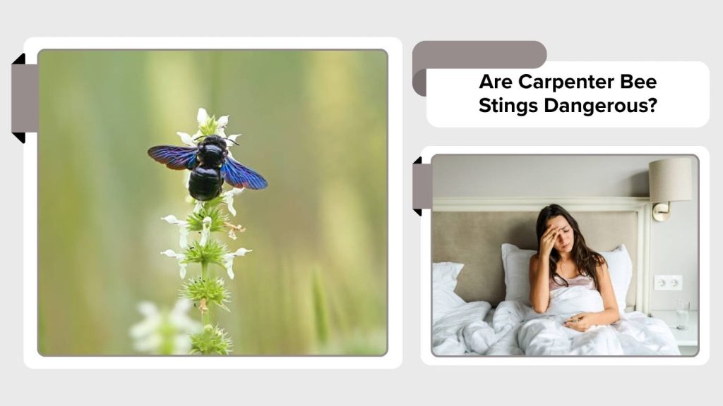 Carpenter Bee Sting: Symptoms, Treatment & Safety Guide