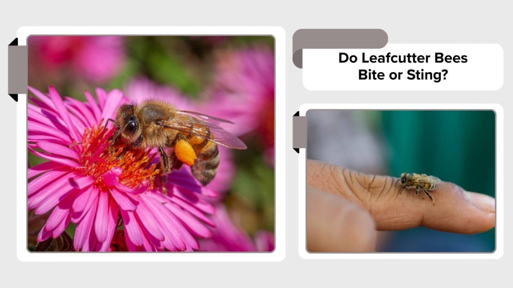 Leafcutter Bees: Habitat, Nest, Life Cycle, Damage & Control Guide