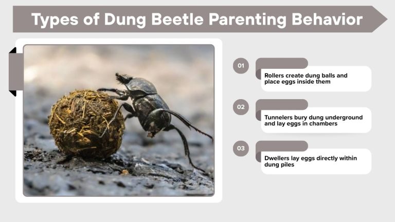 Dung Beetle Larva: Diet, Habitat and Life Cycle