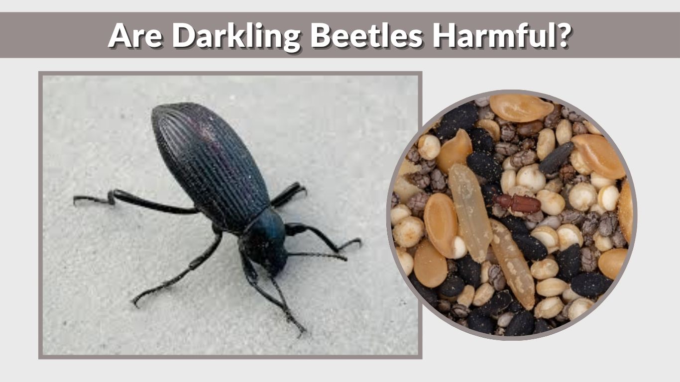 Tenebrionidae Darkling Beetles : Types, Life Cycle & Facts