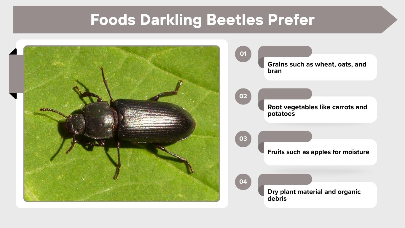 What Do Darkling Beetles Eat? Diet, Food List & Feeding Guide