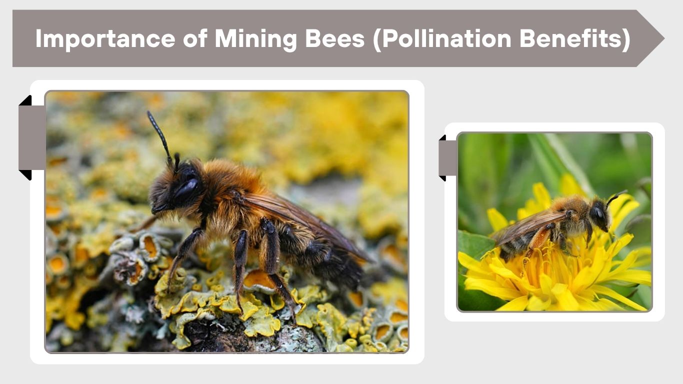 Mining Bees: Identification, Sting Risk & Safe Removal