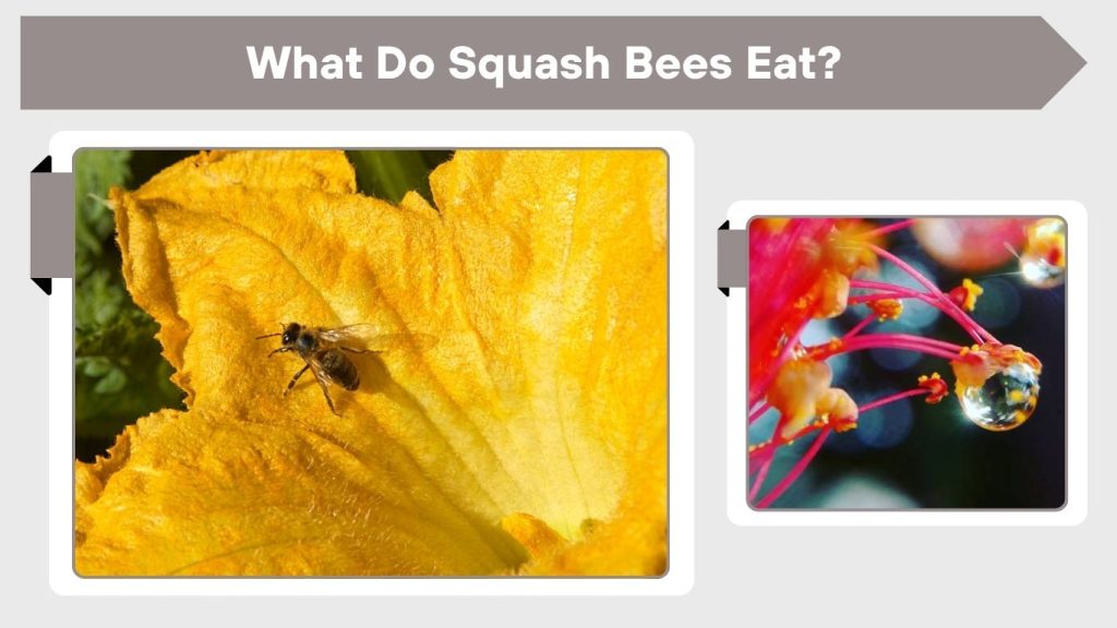 Squash Bees: Identification, Habitat, Sting Risk & Benefits