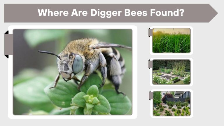 Digger Bees: Identification, Life Cycle, Risks & Removal Guide