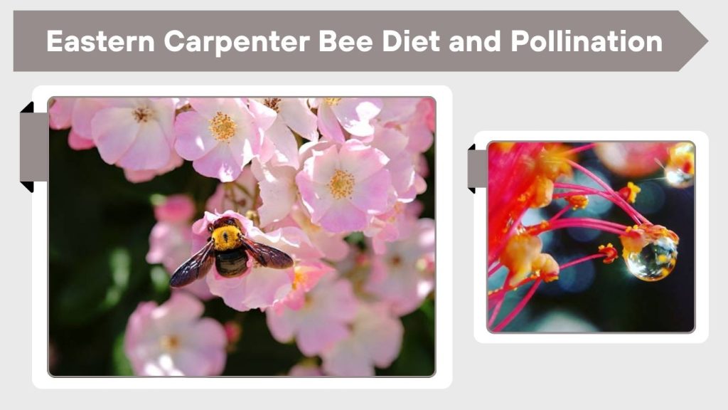 Eastern Carpenter Bee: Identification, Habitat, Sting & Control