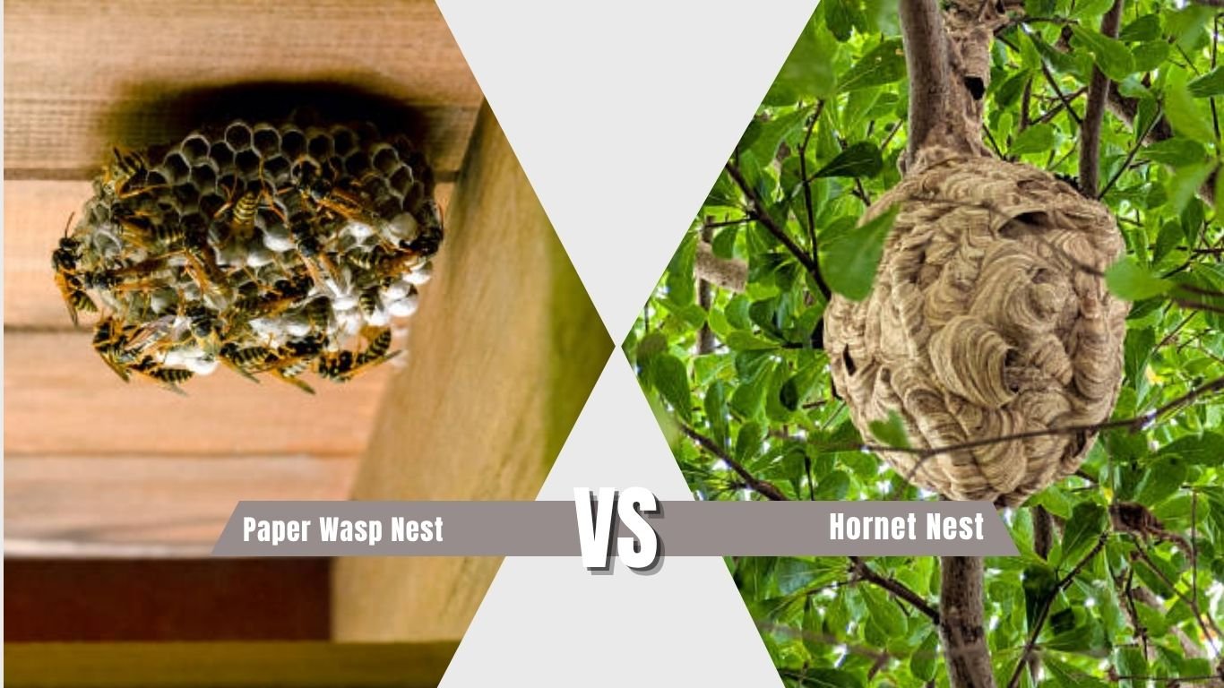 Paper Wasp Nest: How to Identify and Remove Safely