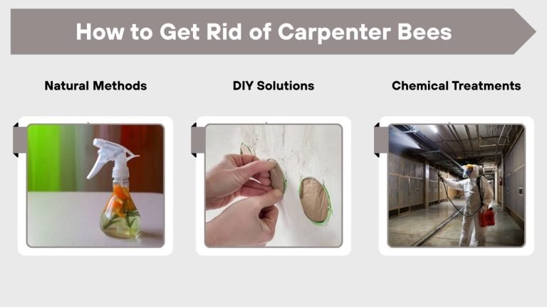 Carpenter Bee: Identification, Behavior, Damage & Control Guide