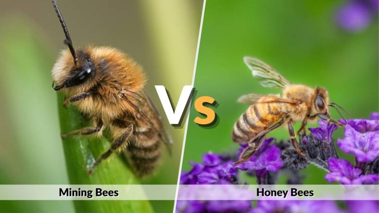 Mining Bees: Identification, Sting Risk & Safe Removal
