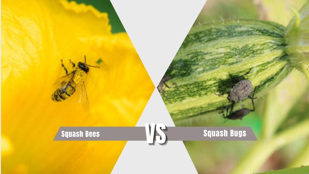 Squash Bees: Identification, Habitat, Sting Risk & Benefits