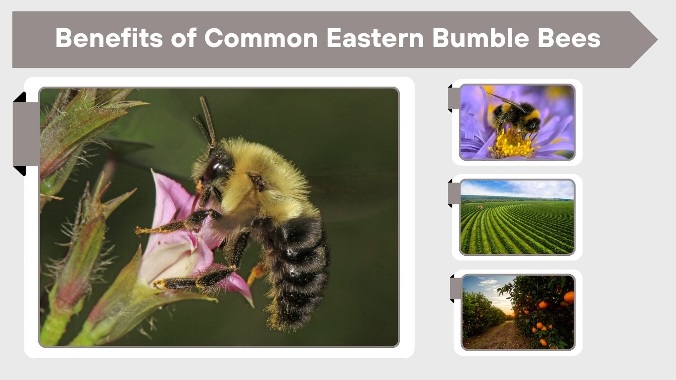 Common Eastern Bumble Bee: Identification, Habitat & Behavior Guide