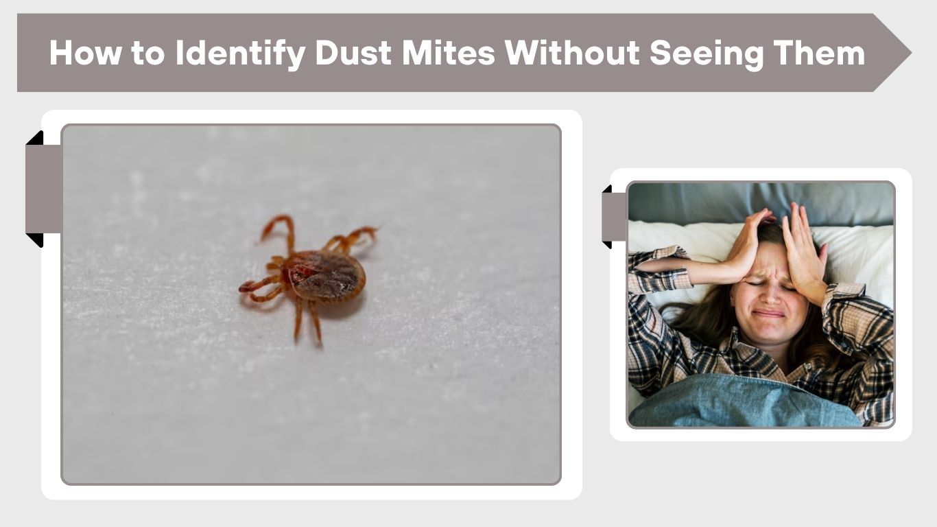 What Do Dust Mites Look Like? (Identification With Pictures)