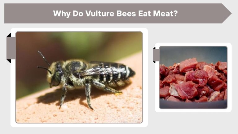 Bees That Make Honey from Meat (Facts About Vulture Bees)