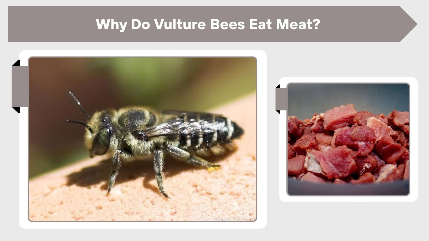 Bees That Make Honey from Meat (Facts About Vulture Bees)
