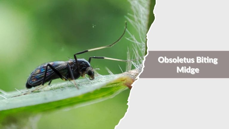 13 Types of Biting Midges: Identification with Pictures