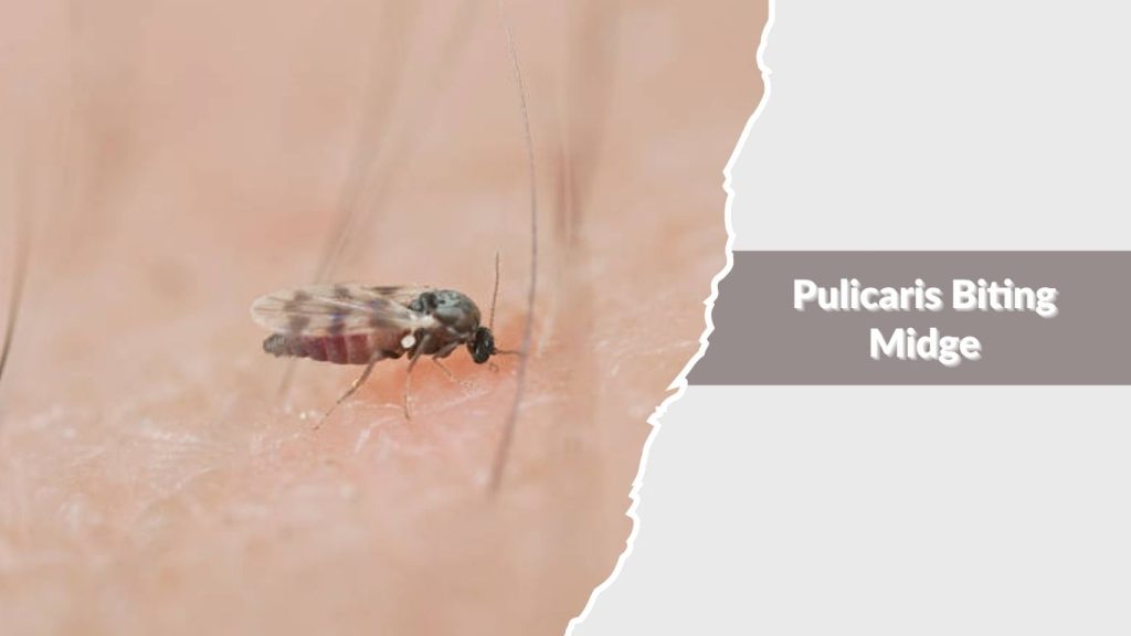 13 Types of Biting Midges: Identification with Pictures