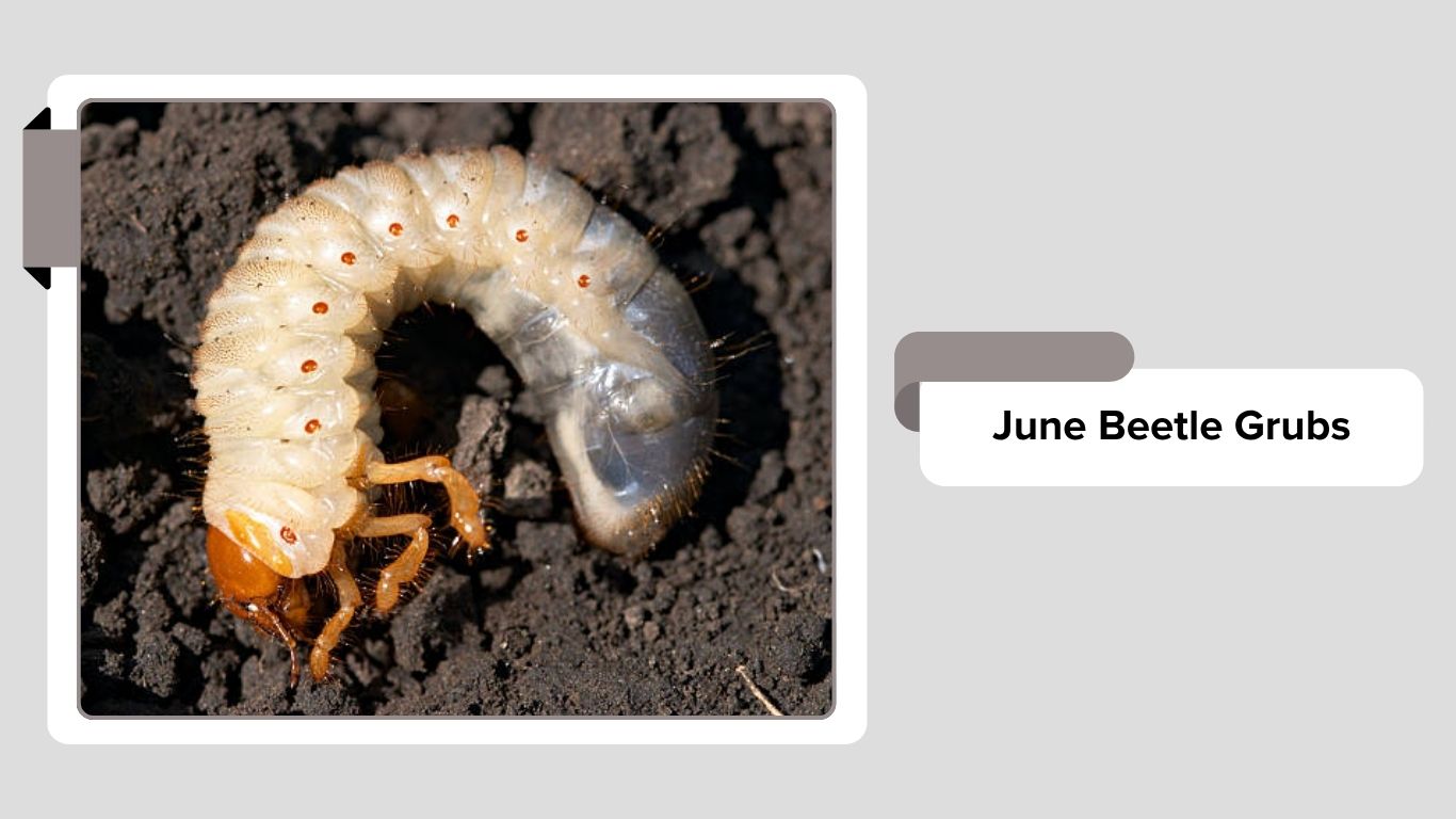 20 Common insects that live underground: Identification with Pictures