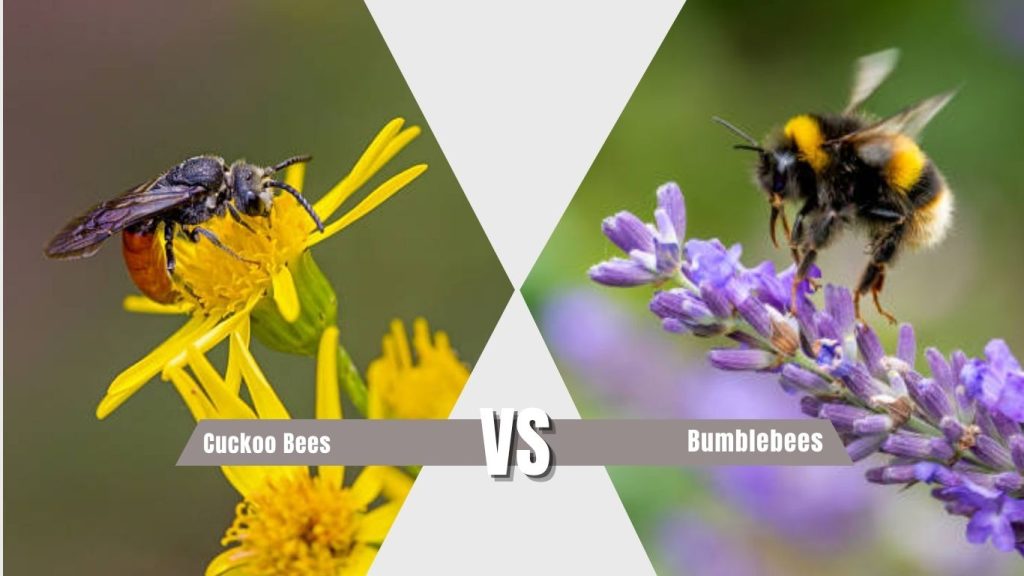 Cuckoo Bees: Identification, Behavior, Sting Risk & Facts