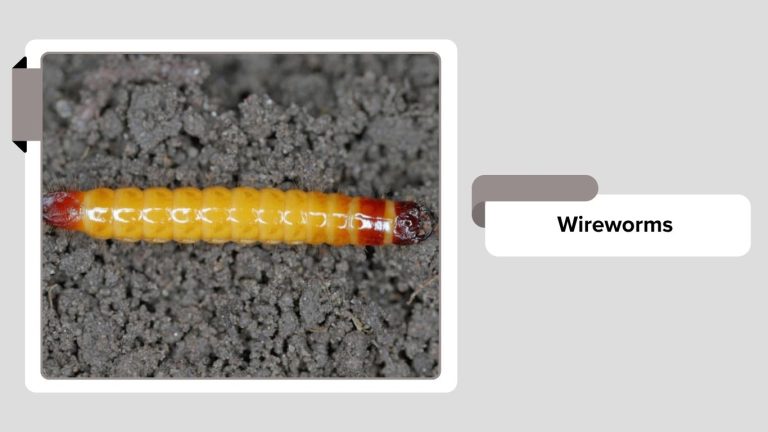 20 Common insects that live underground: Identification with Pictures