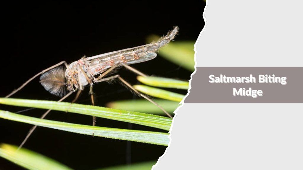 13 Types of Biting Midges: Identification with Pictures
